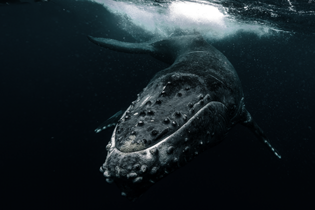 The bloop, un misterio sin resolver - Solesteview