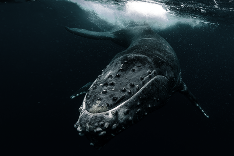 The bloop, un misterio sin resolver - Solesteview