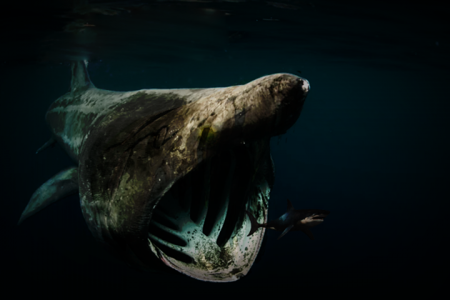 The bloop, un misterio sin resolver - Solesteview