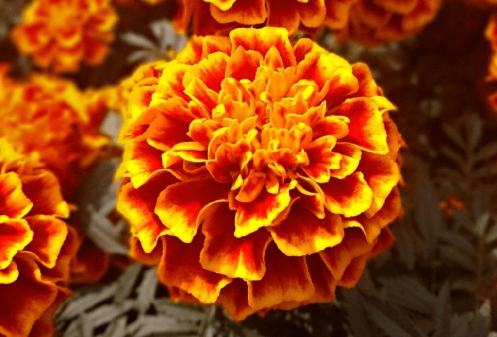 Cempasúchil chino gana mercado al mexicano - Solesteview